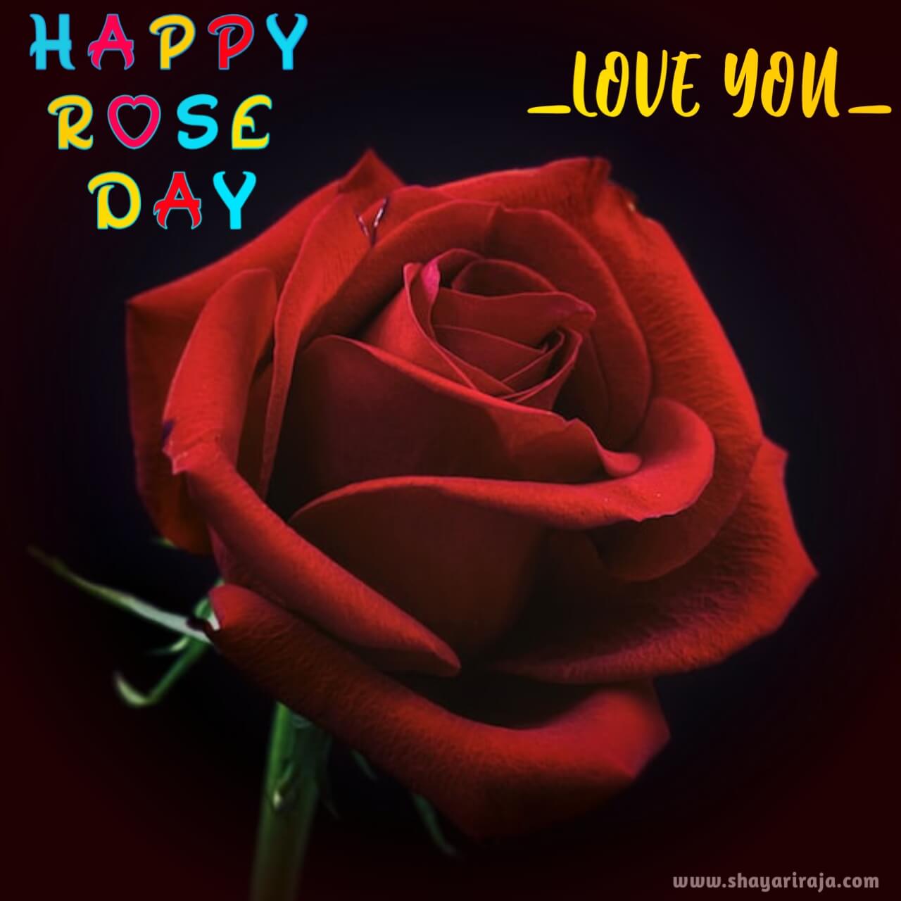 50+ Happy Rose Day Images & Wishes | Beautiful Picture