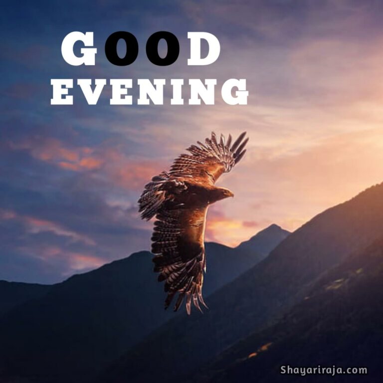 50+ Best Good Evening Images Wishes & Quotes