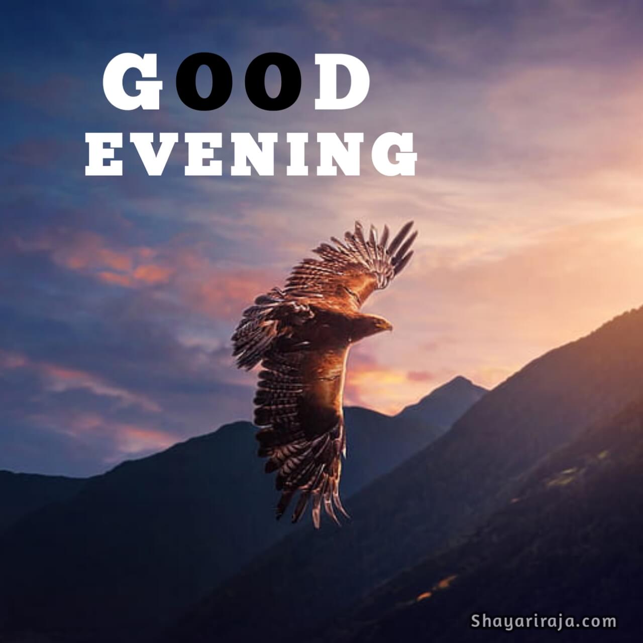 50+ Best Good Evening Images Wishes & Quotes