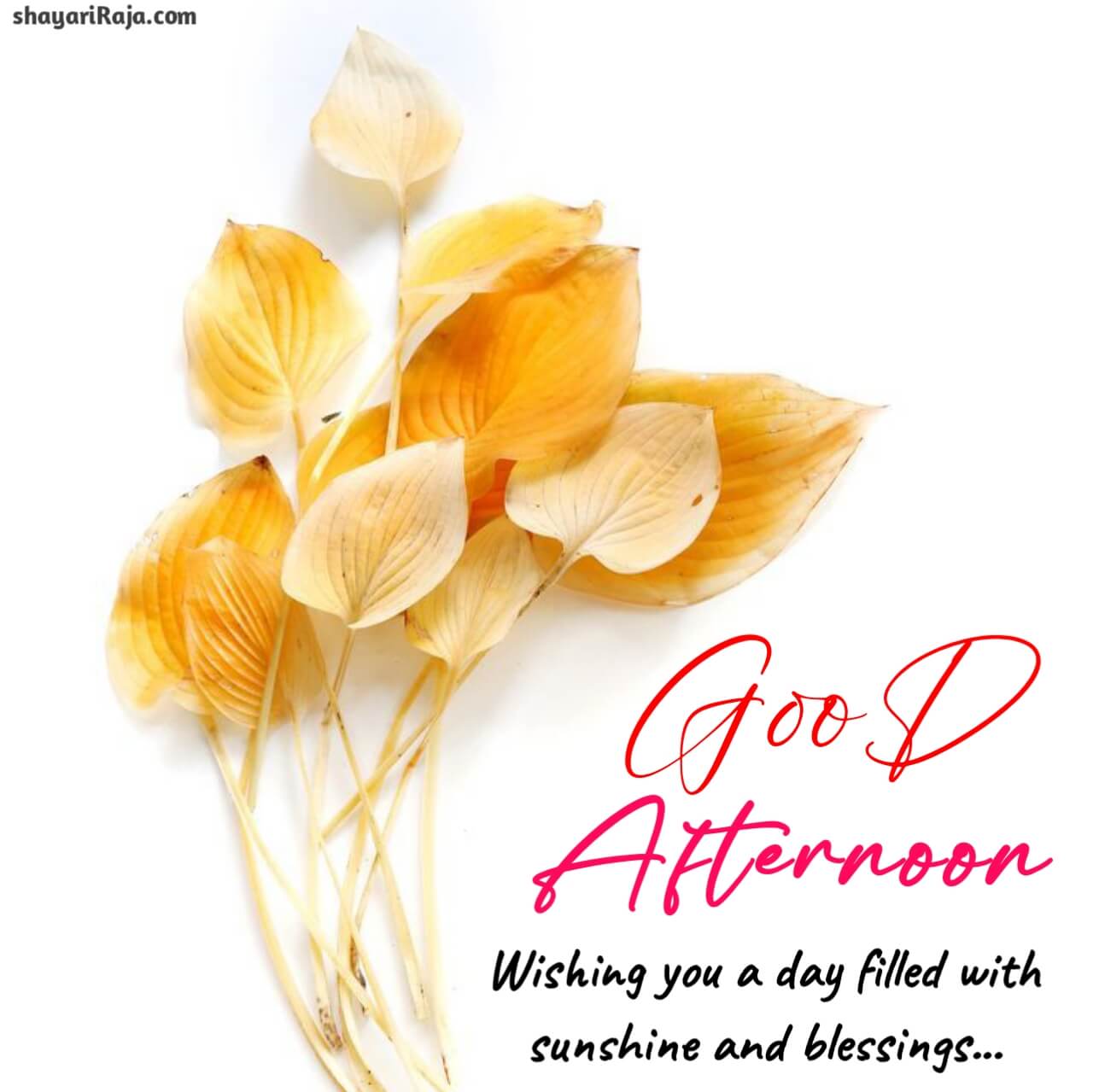 101+ Best Good Afternoon Images, Photos, Quotes - 2024